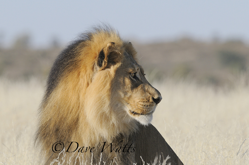 Dave Watts Wildlife Photography Musings: Kgalagadi - Southern Africa
