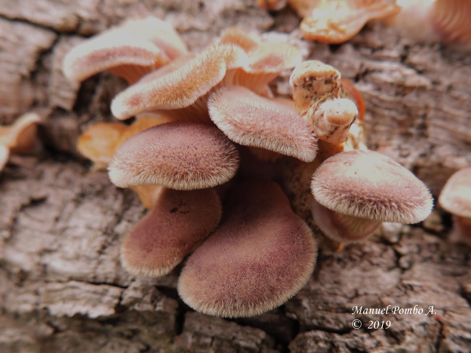 Un micólogo aficionado: Panus rudis (Fries).