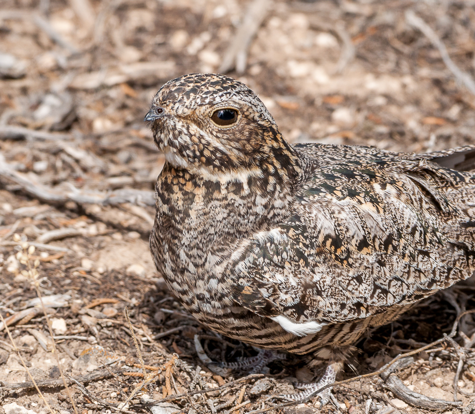 NeoVista Birds and Wildlife: A New Generation of Common Nighthawks