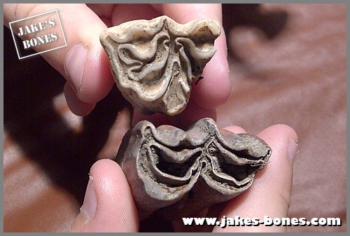The archeological bones, part 2: the teeth : Jake's Bones
