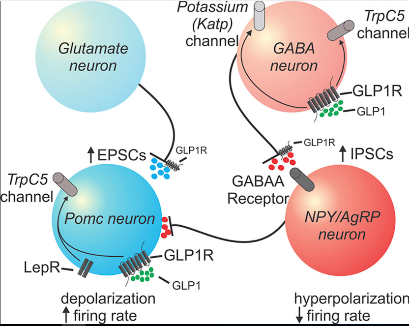 Help For Mood Disorders: ACTH, POMC AND THE MSH