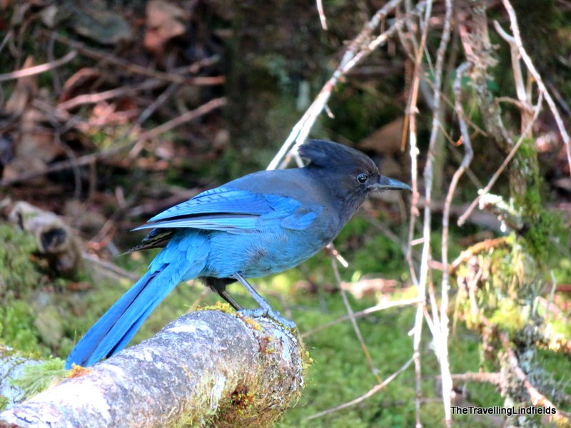 The Travelling Lindfields: Juneau, Alaska
