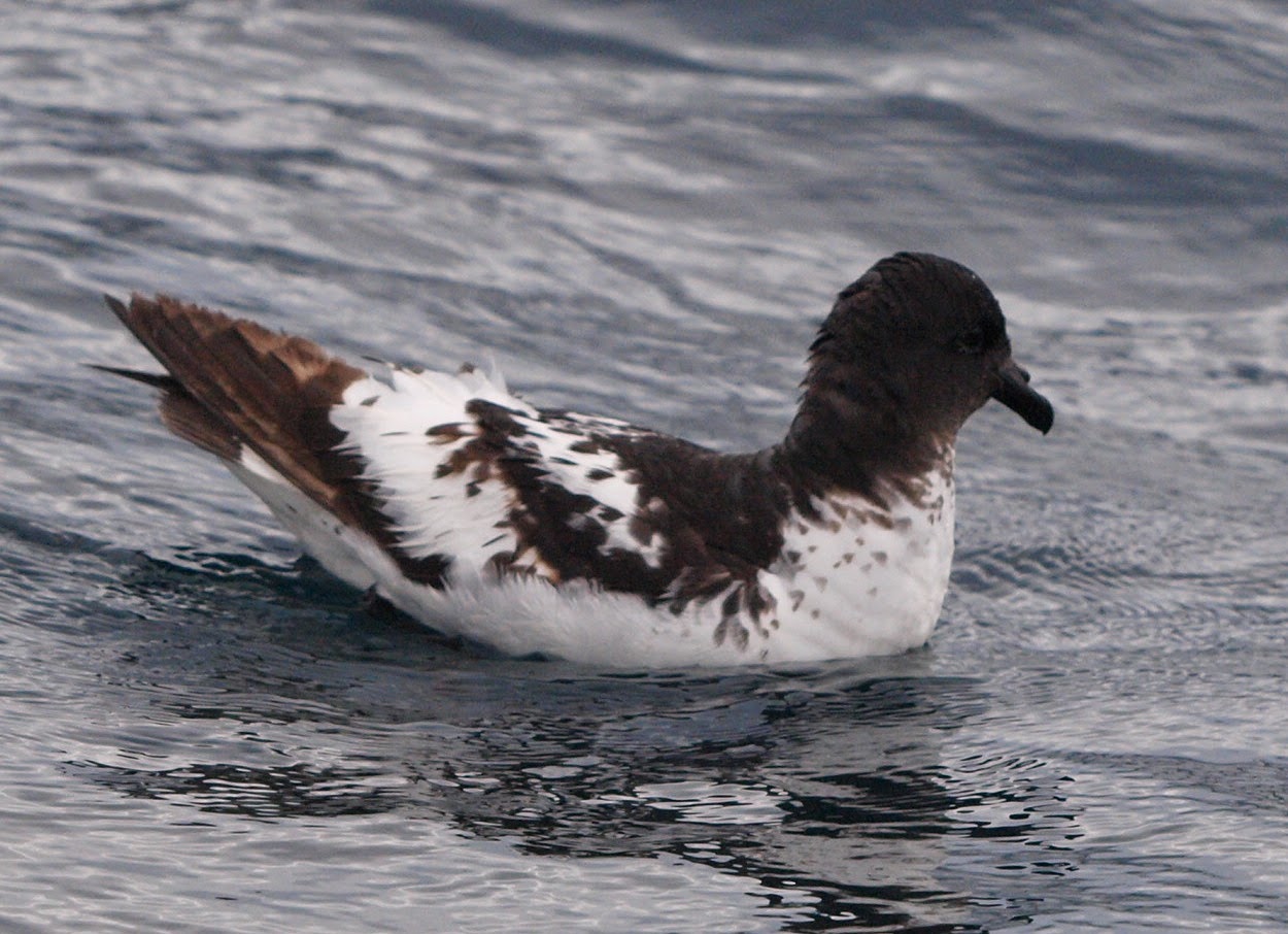 guiri-pajarero suelto