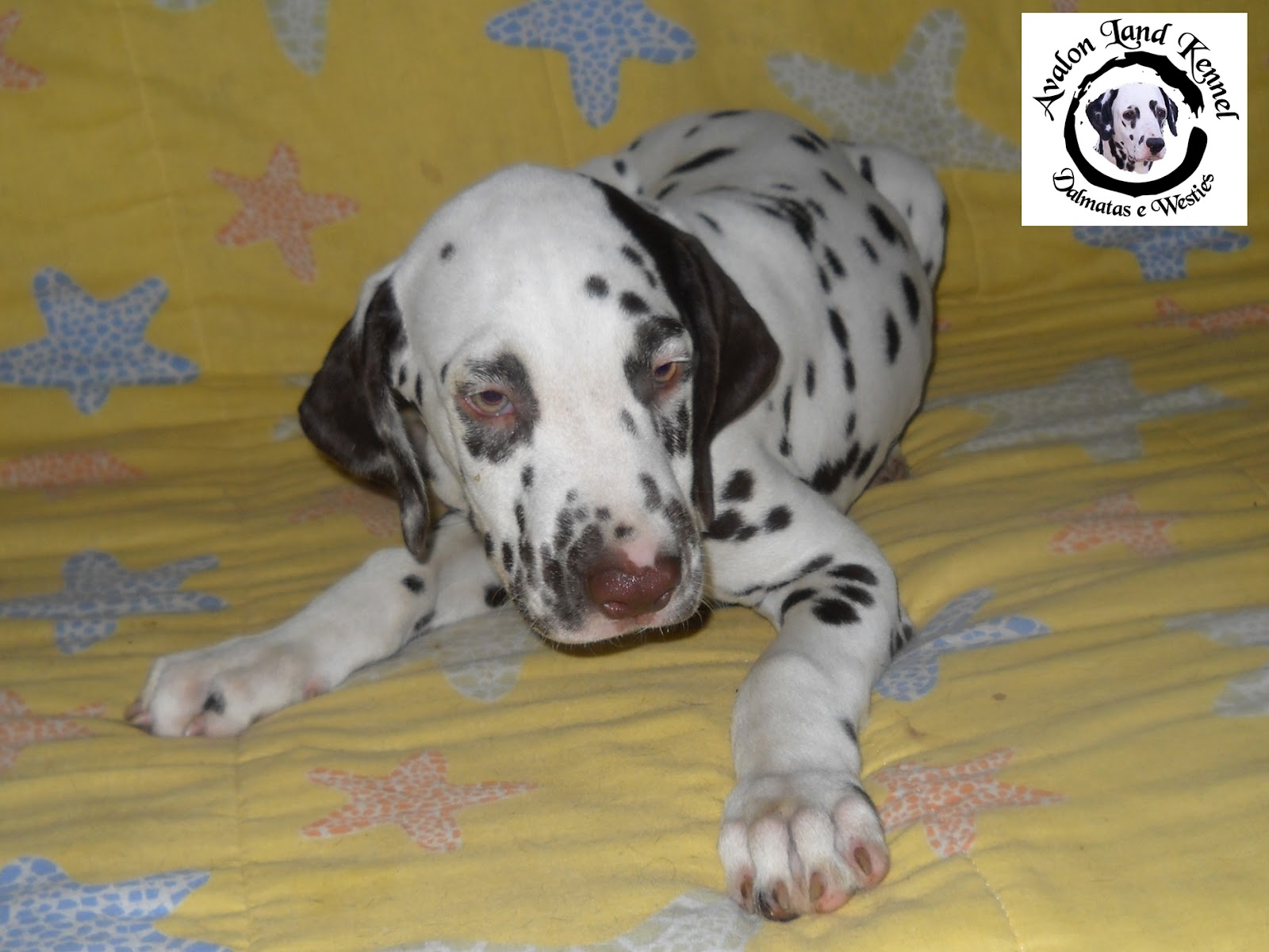 Canil Avalon Land : FILHOTE DE DALMATA