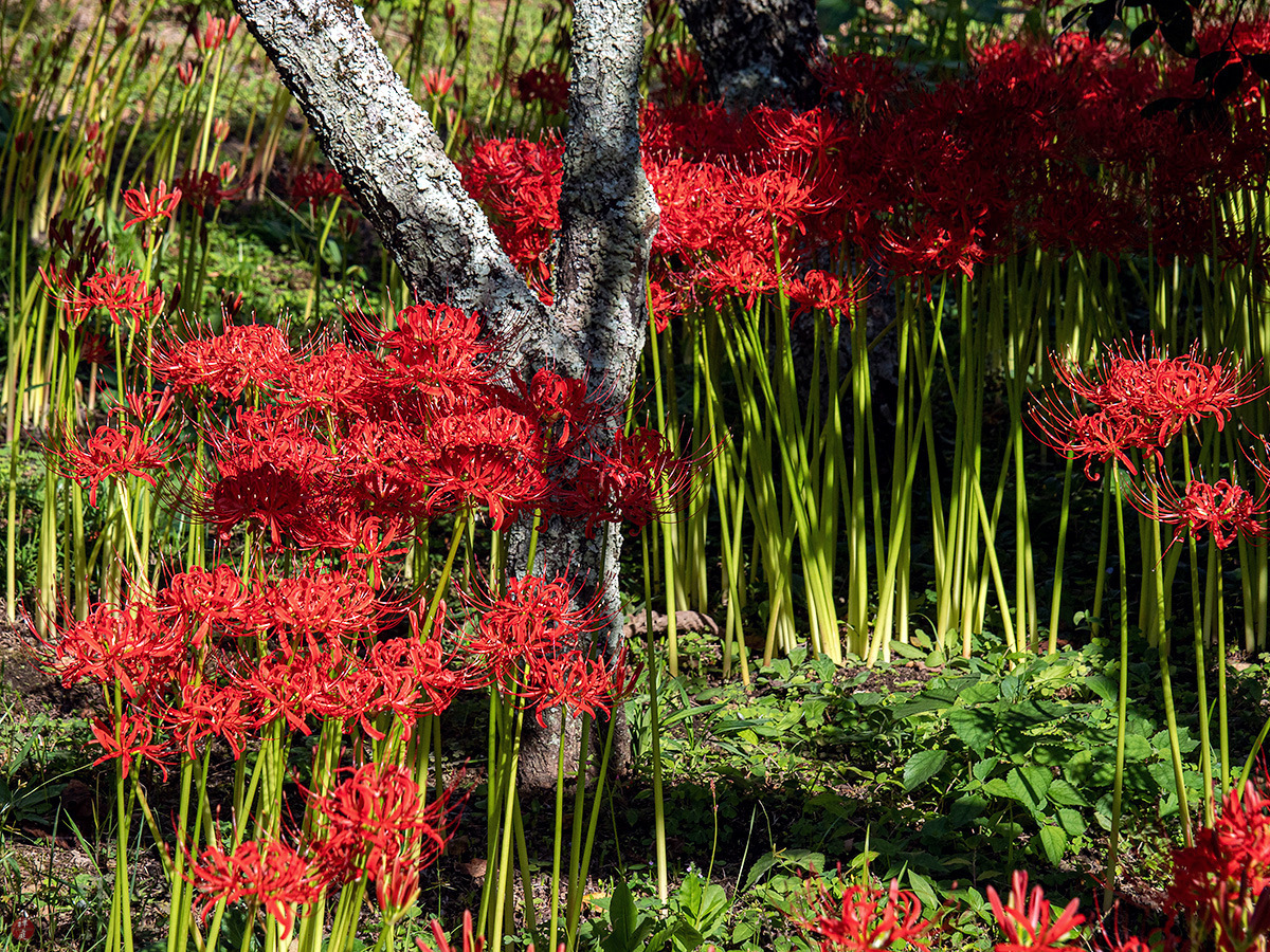 FROM THE GARDEN OF ZEN: Higan-bana (Lycoris radiata) flowers: Eisho-ji