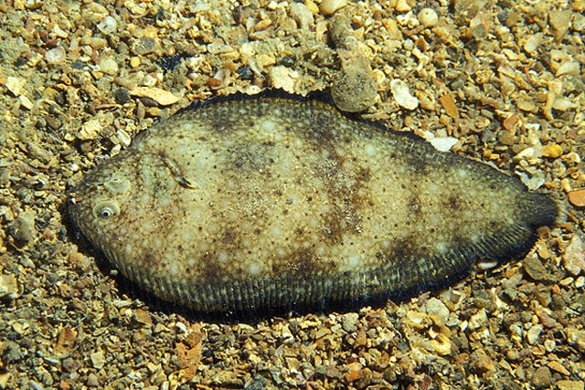 Artes de Pesca: PLEURONECTIFORMES