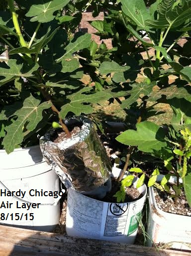 Figs Fort Smith!: Air Layering Fig Trees