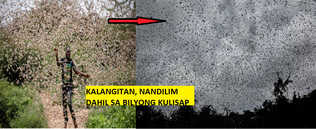 Bilyong Kulisap,Nandilim sa Kalangitan ng Bansang Kenya,Mga Magsasaka ...