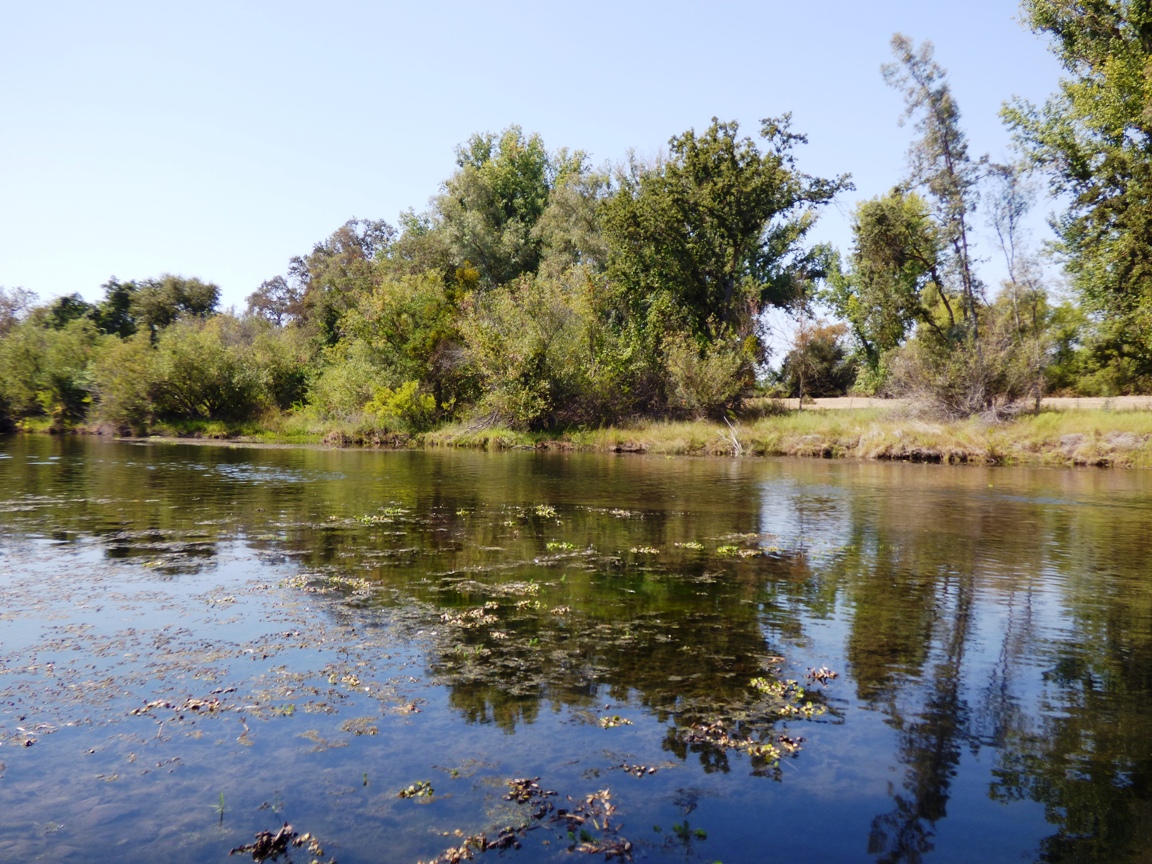 Geotripper's California Birds: Acorn Woodpeckers on the Tuolumne River