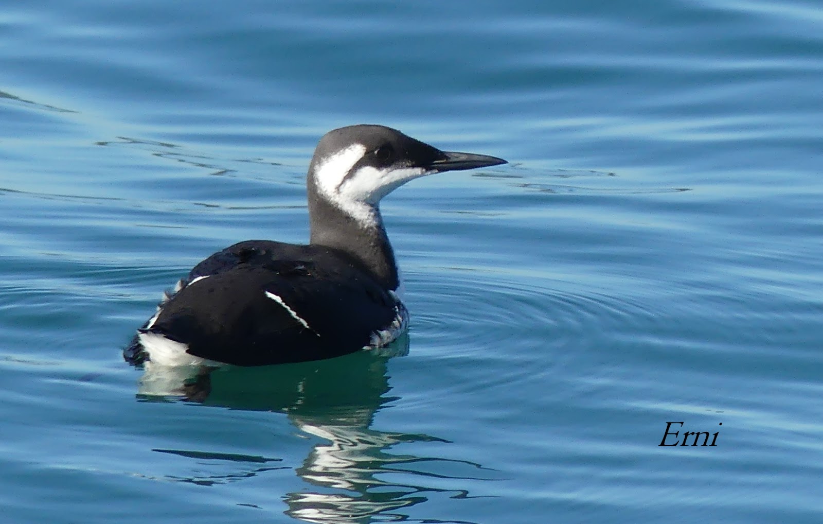 NO SIN MIS PRISMÁTICOS: ARAO COMÚN EN SANTOÑA