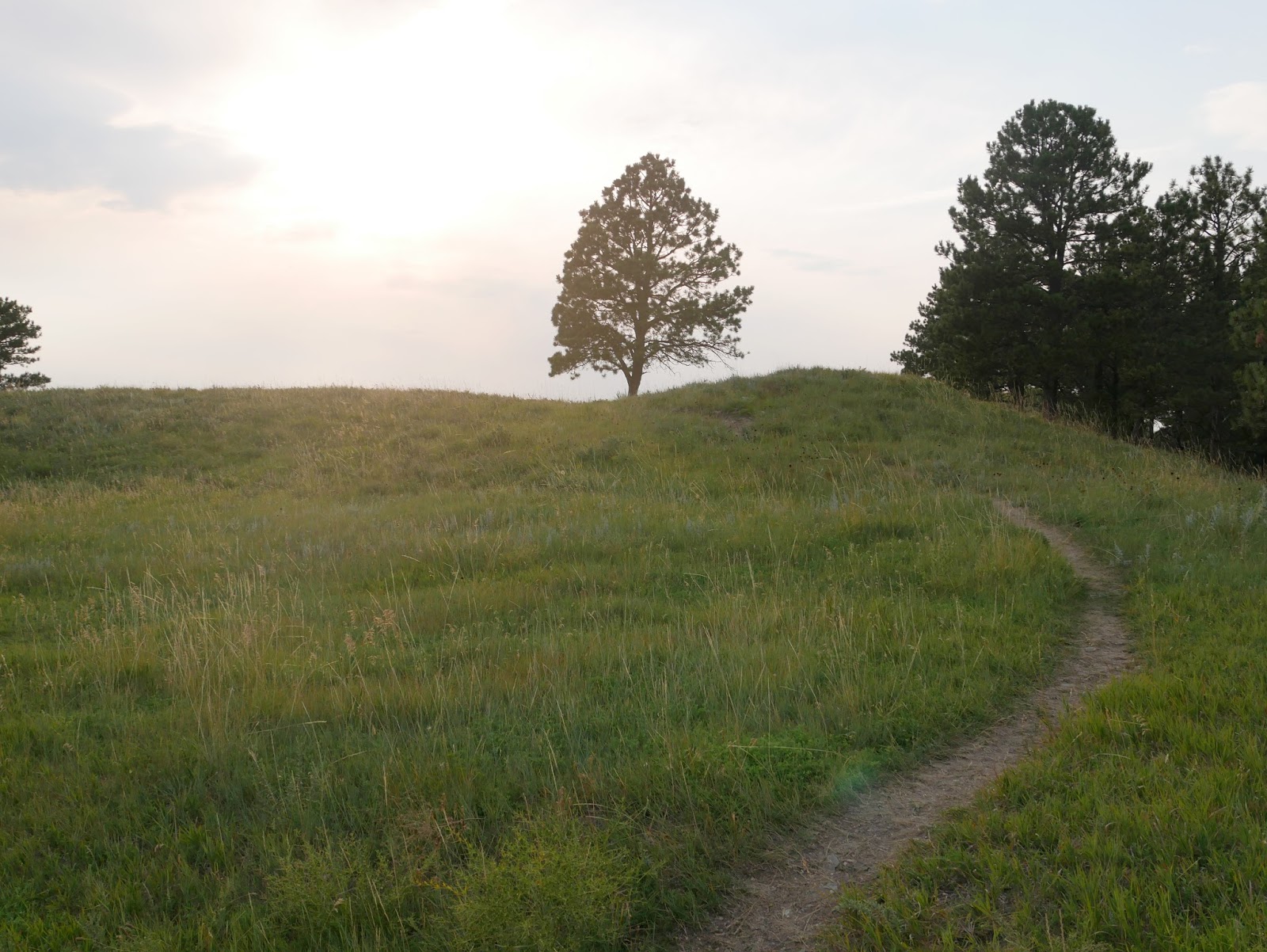 American Travel Journal: Wildlife Loop Road - Custer State Park