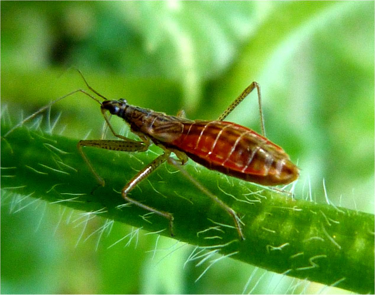 Insects of Scotland: True Bugs