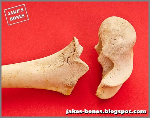 The puzzle of the three-legged deer : Jake's Bones