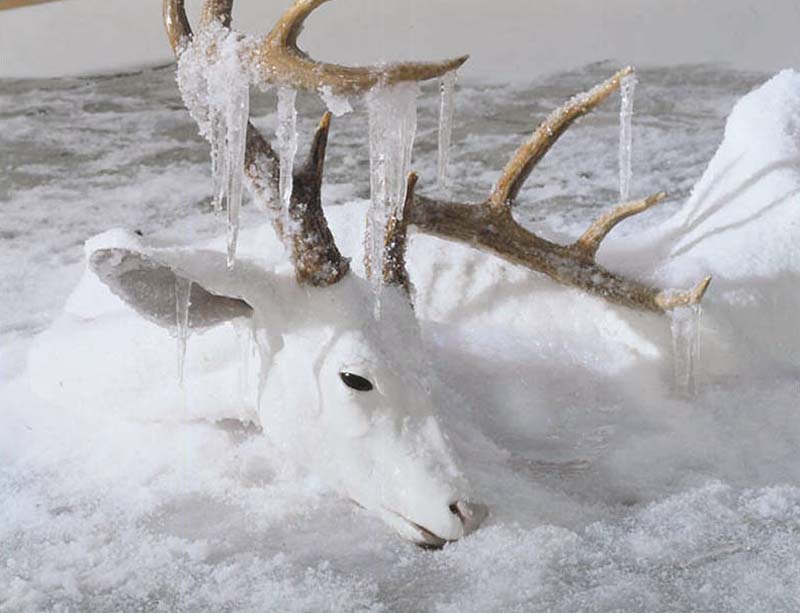 Choose Your Magic Travel: The White Colour in Nature