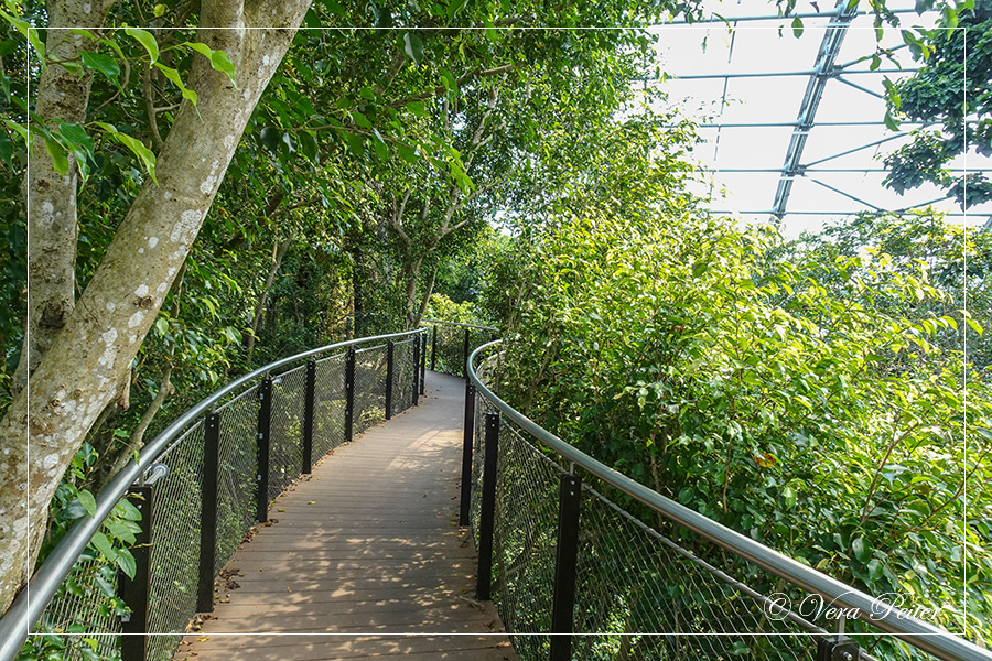 Artifactum ver@bilis Blog: Aussichtsturm # 7 Masoala-Halle