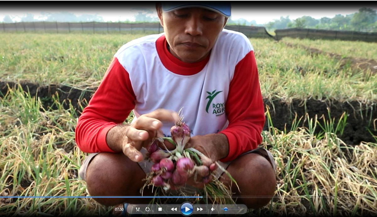 Bawang Merah Besar2 Panen Umur 65 Hari Milik Pak Kasbun Menggunakan POC ...