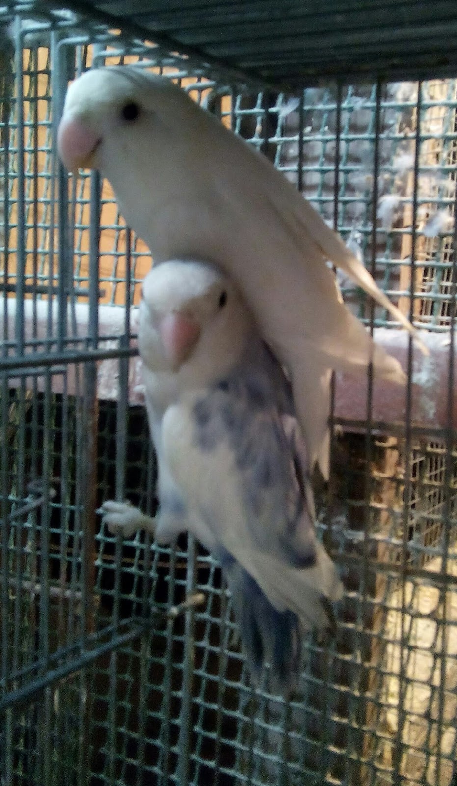 AVIARIO MARI CARMEN : AGAPORNIS PAPILLEROS