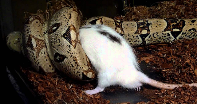 Wild Life Cabinet: Complete Biography of Boa Constrictor