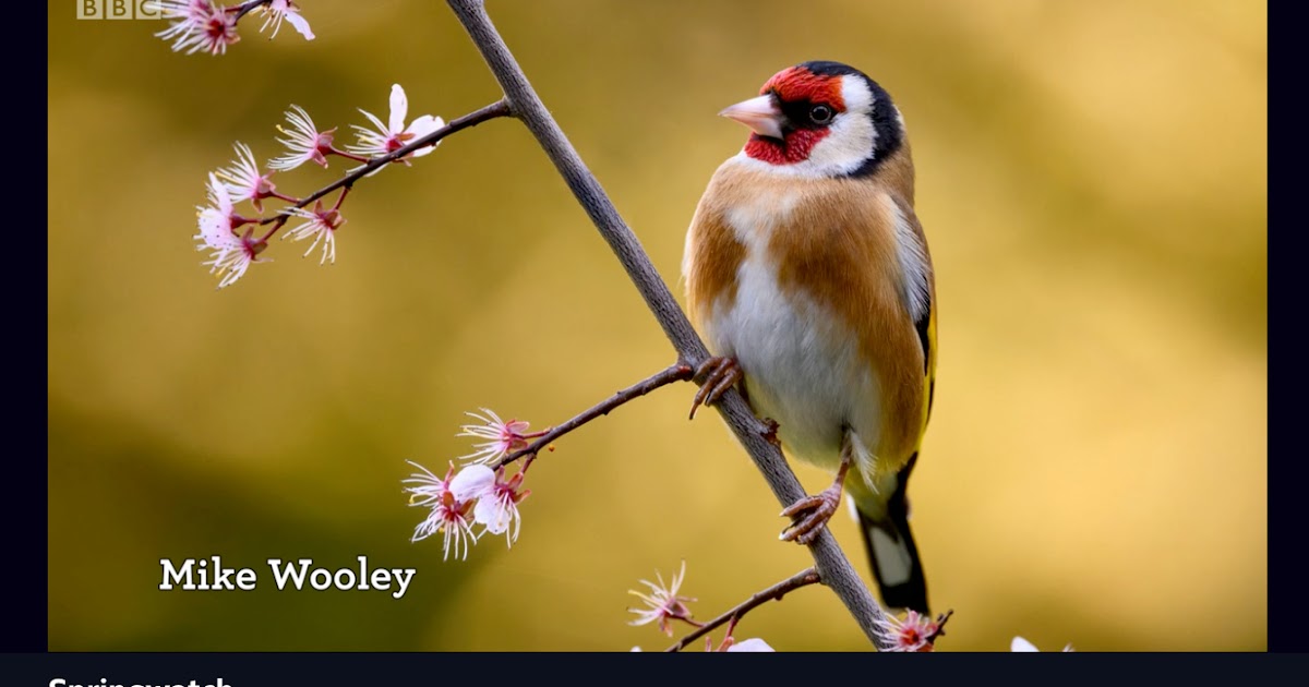 On BBC Springwatch