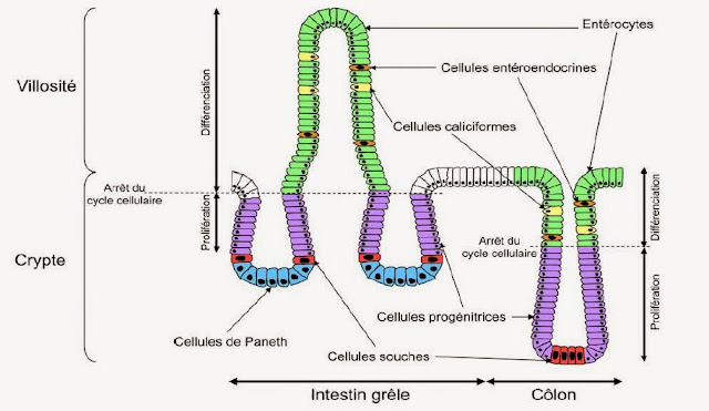 Les cellules souches: Les cellules souches de l'intestin