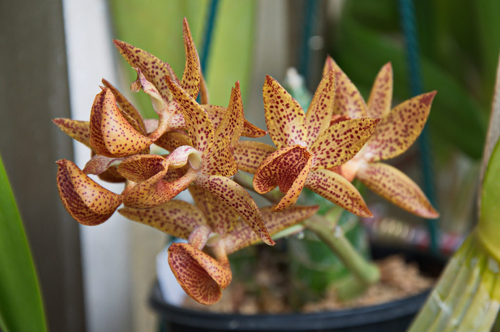 Mormodes revolutum care and culture | Travaldo's blog