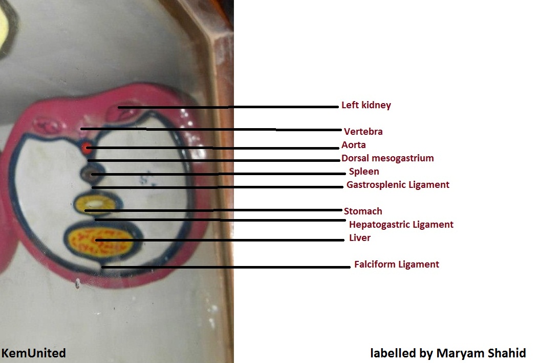 Embryology Models 2nd Year (labelled)
