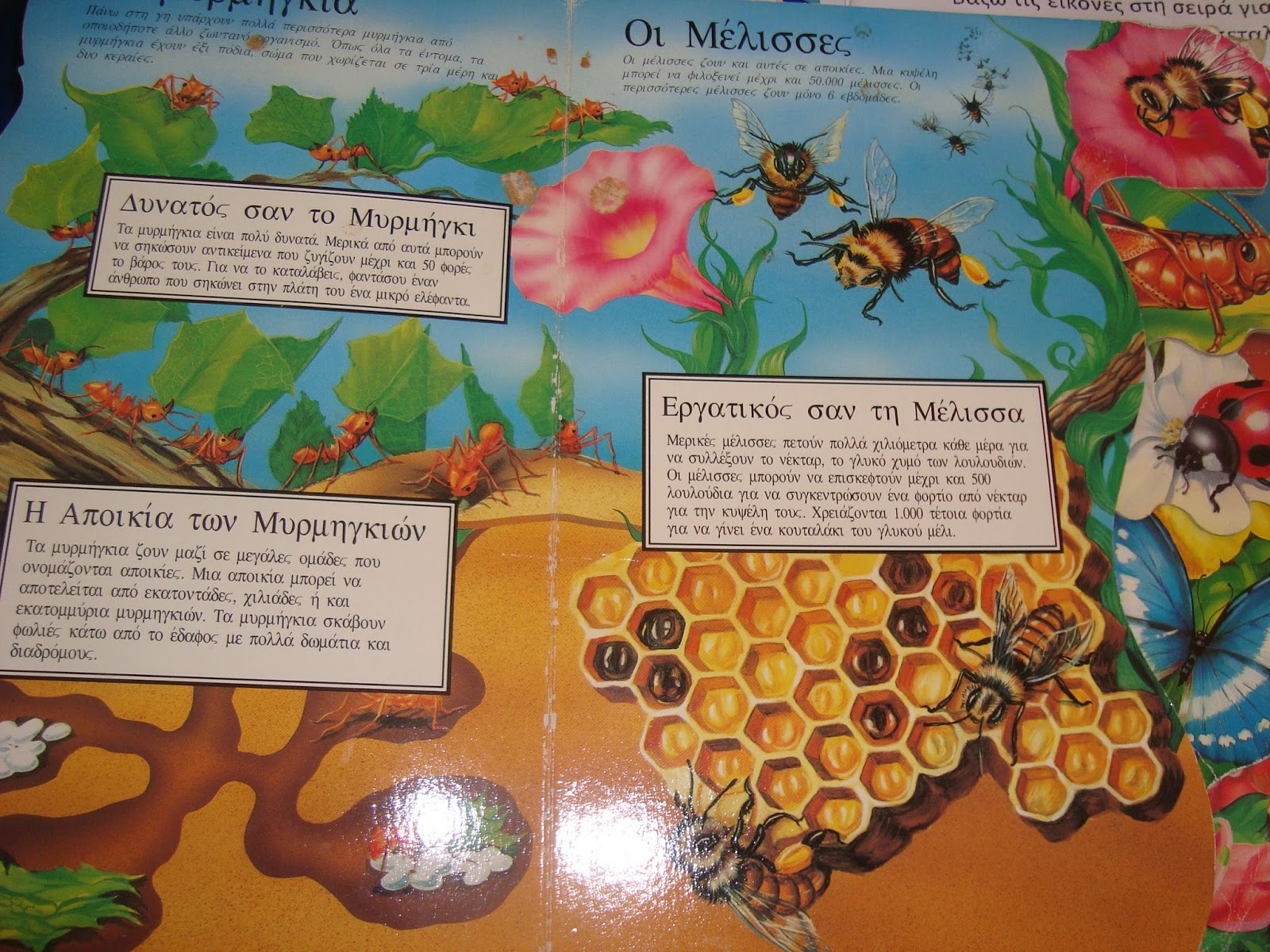 7ο ΝΗΠΙΑΓΩΓΕΙΟ ΙΩΑΝΝΙΝΩΝ -ΤΑ ΝΗΠΙΑ ΤΑΞΙΔΕΥΟΥΝ....: ΕΝΑΣ ΜΕΛΙΣΣΟΚΟΜΟΣ ...