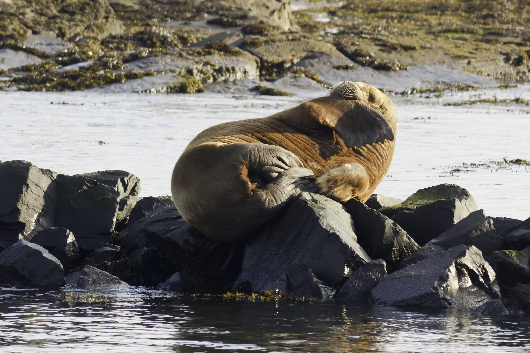Druridge Diary: I am the Walrus!