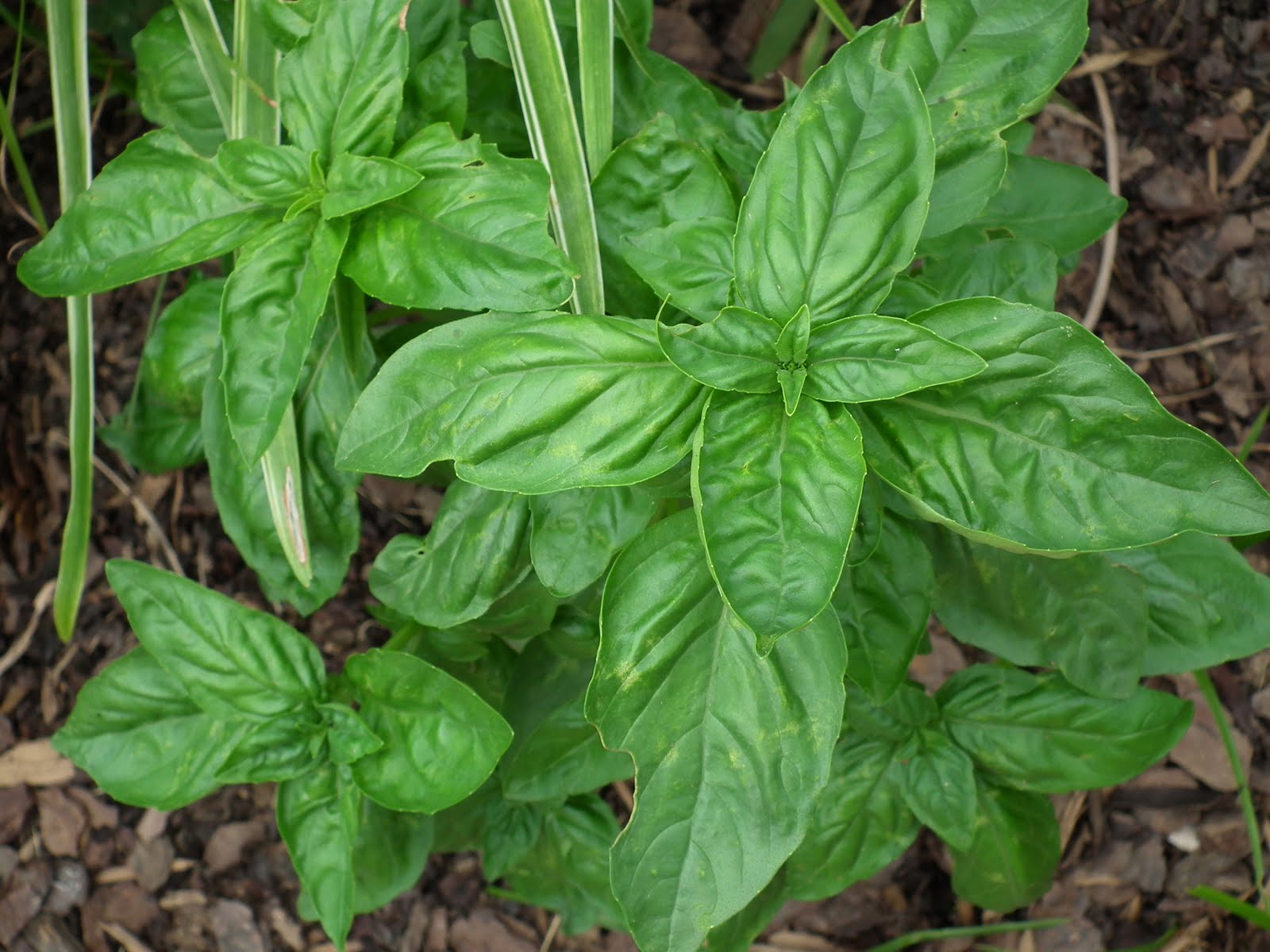 Welcome to my Garden: June 2011