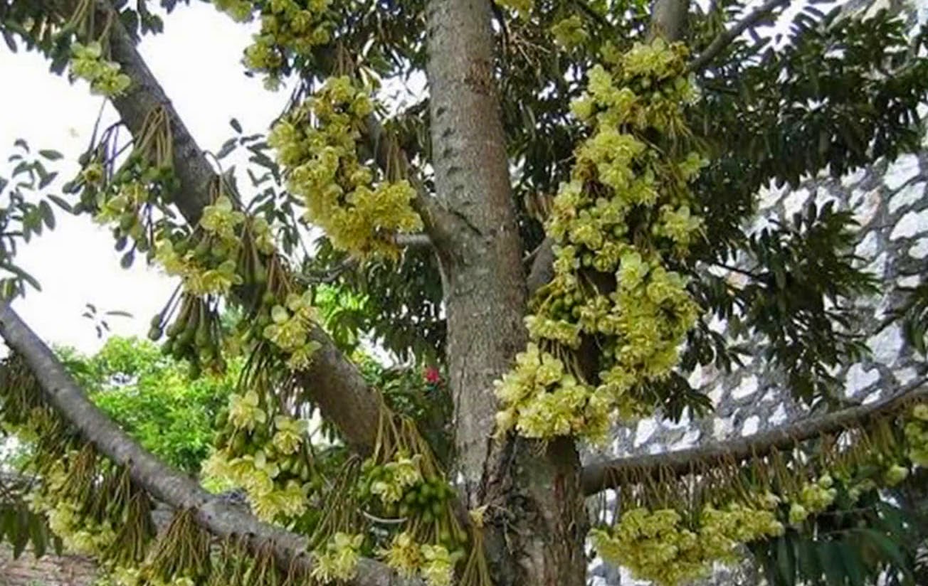 5 LANGKAH CARA MENANAM / BUDIDAYA DURIAN | Pertanian