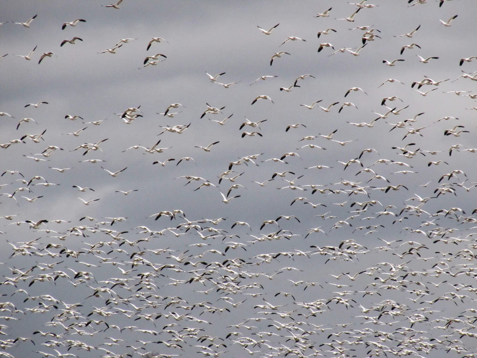 39 Counties: Best of the year - Birds