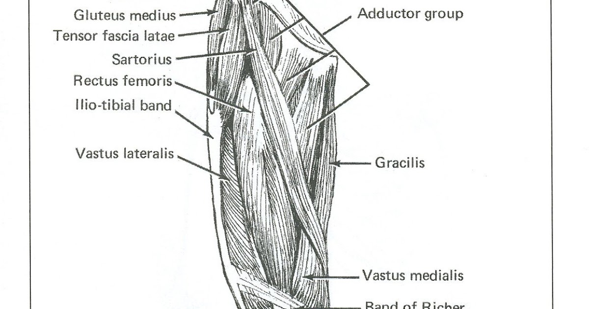 Life Drawing: Assignment #3: Leg Muscles