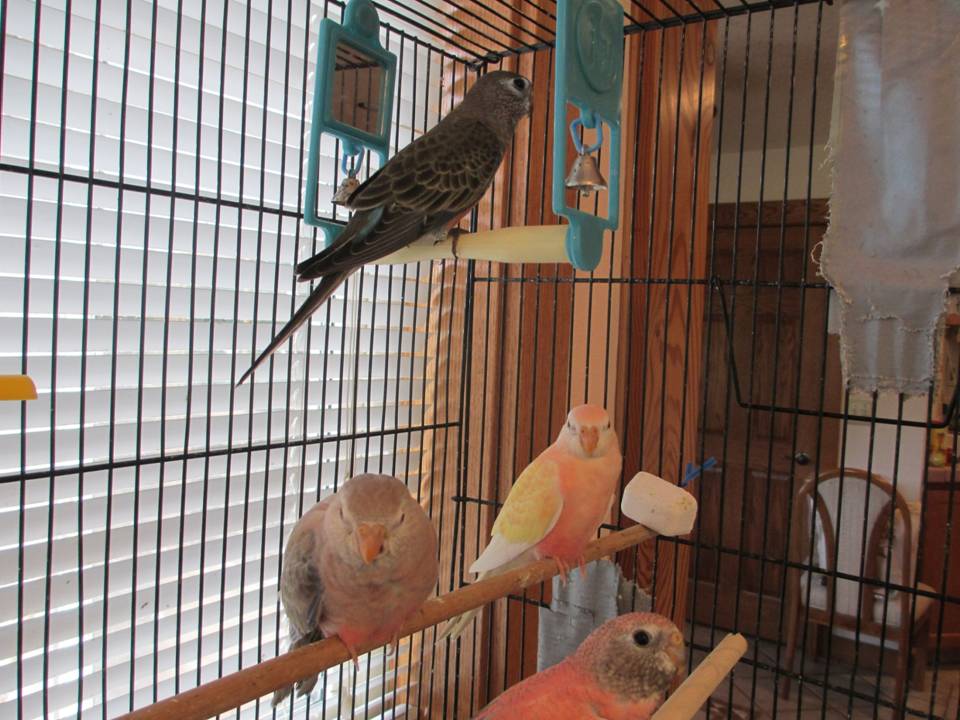 The Splendid Bourke Bird Blog: Bourkes and Other Birds