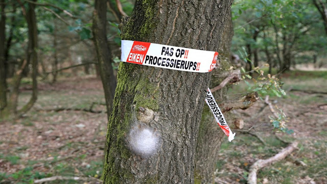 De processierups: irritatie voorkomen en behandelen | Apotheek Meysen ...