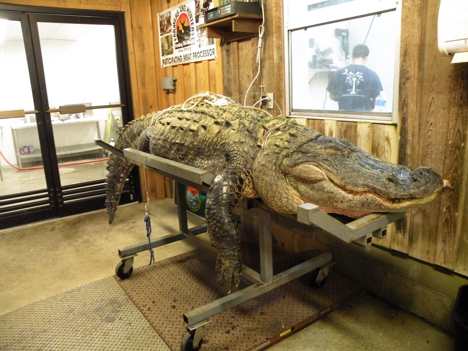 Cordray's: A few more pics from the Strickland's big bull gator! 12 ...