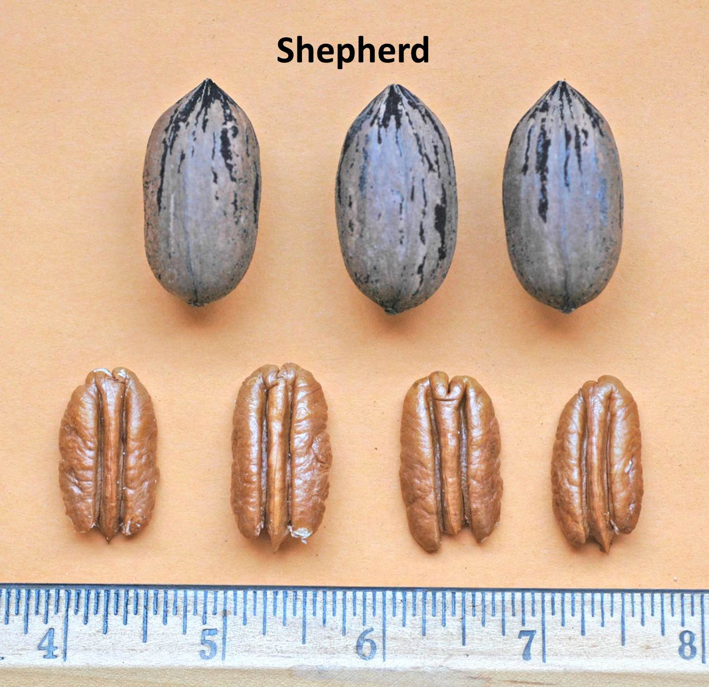 Northern Pecans: Pecan seedling selections