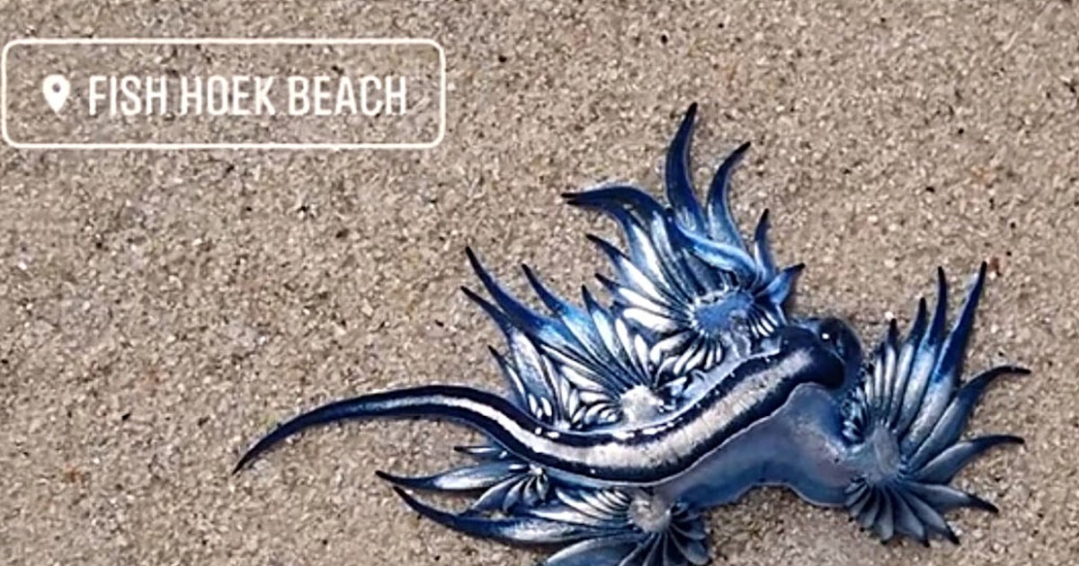 The birth of Modern Man: The Animal Kingdom: Bizarre dragon-like blue ...