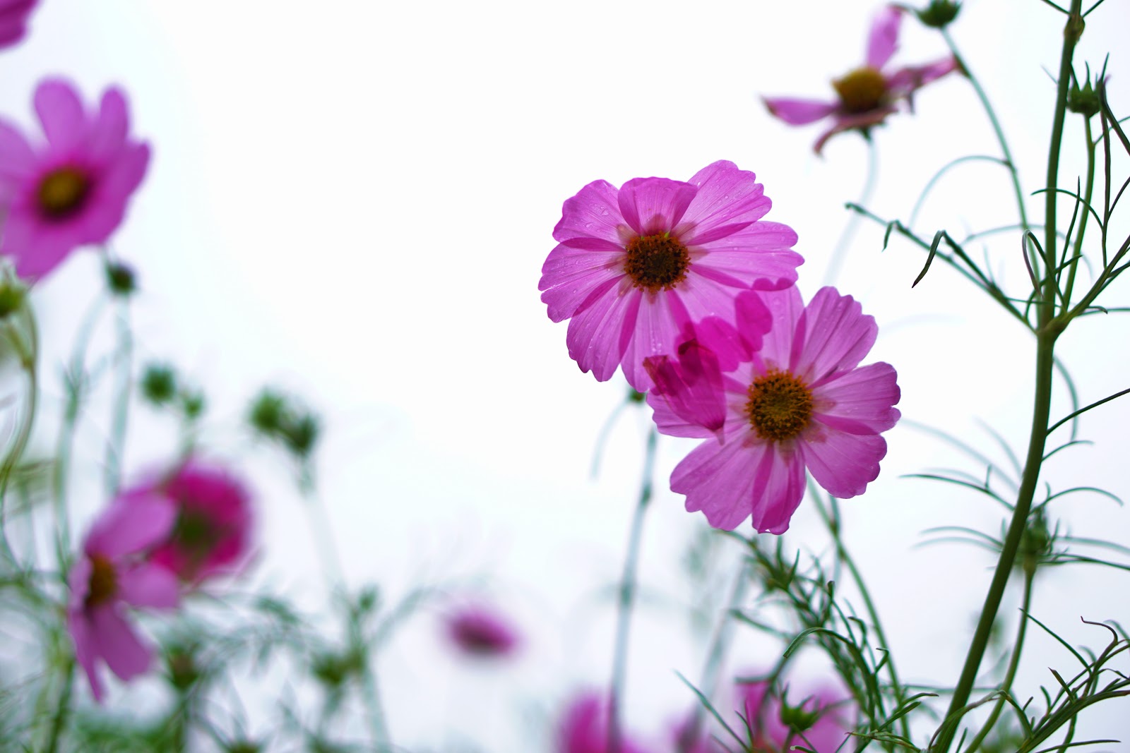 Japan in 14 Days, the Unpopular Itinerary