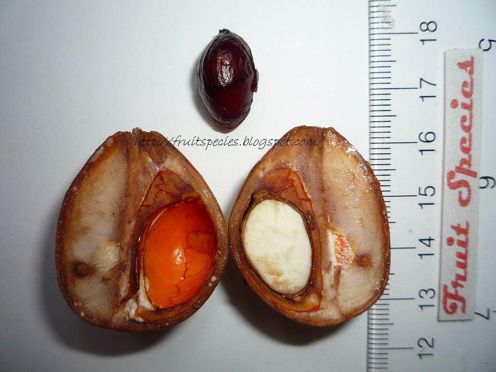 Fruit Species: PITHRAJ TREE