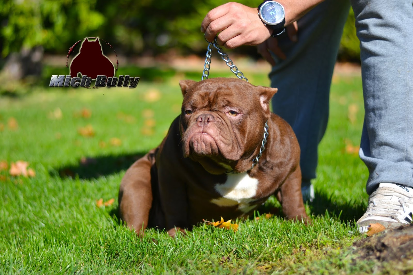 Cria y Seleccion del American Bully: Machos