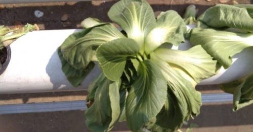 #5 penyebab daun tanaman hidroponik layu di siang hari dan segar di ...