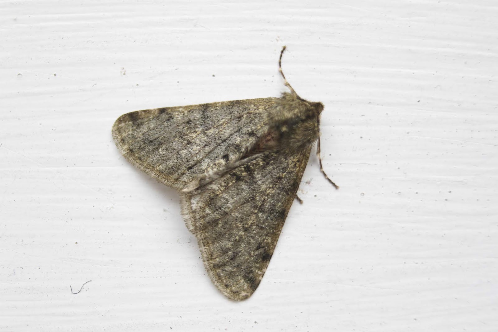 Non-Stop Birding: Early Spring moths