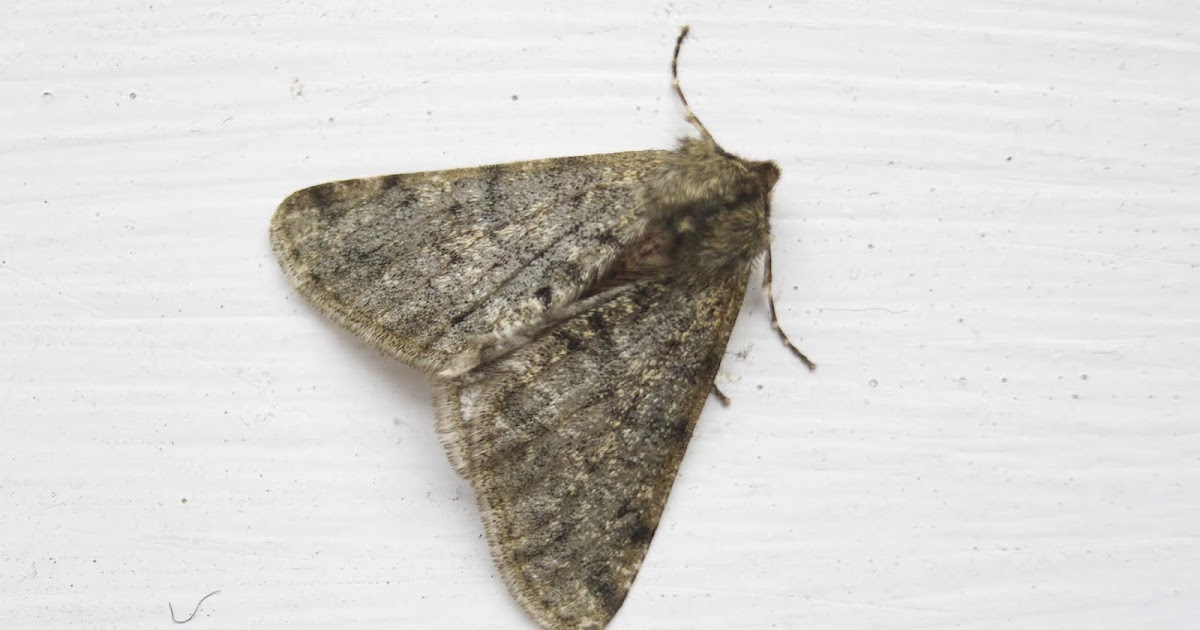 Non-Stop Birding: Early Spring moths