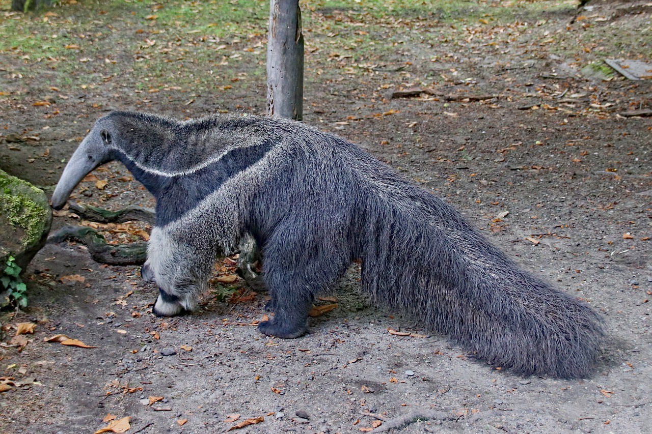 Contes d' Animals: 2020