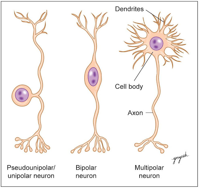 Nervous tissue l General histology and biology revision for dental ...
