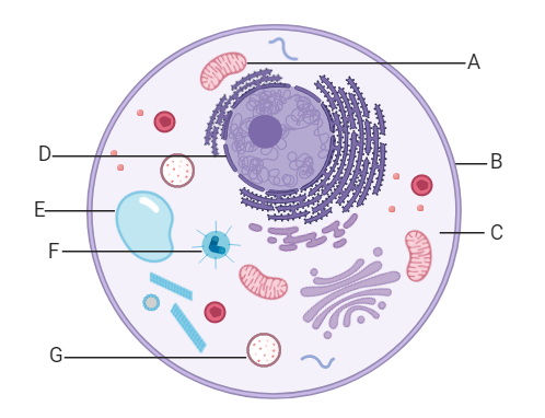 Animal Cell Structure Without Labels