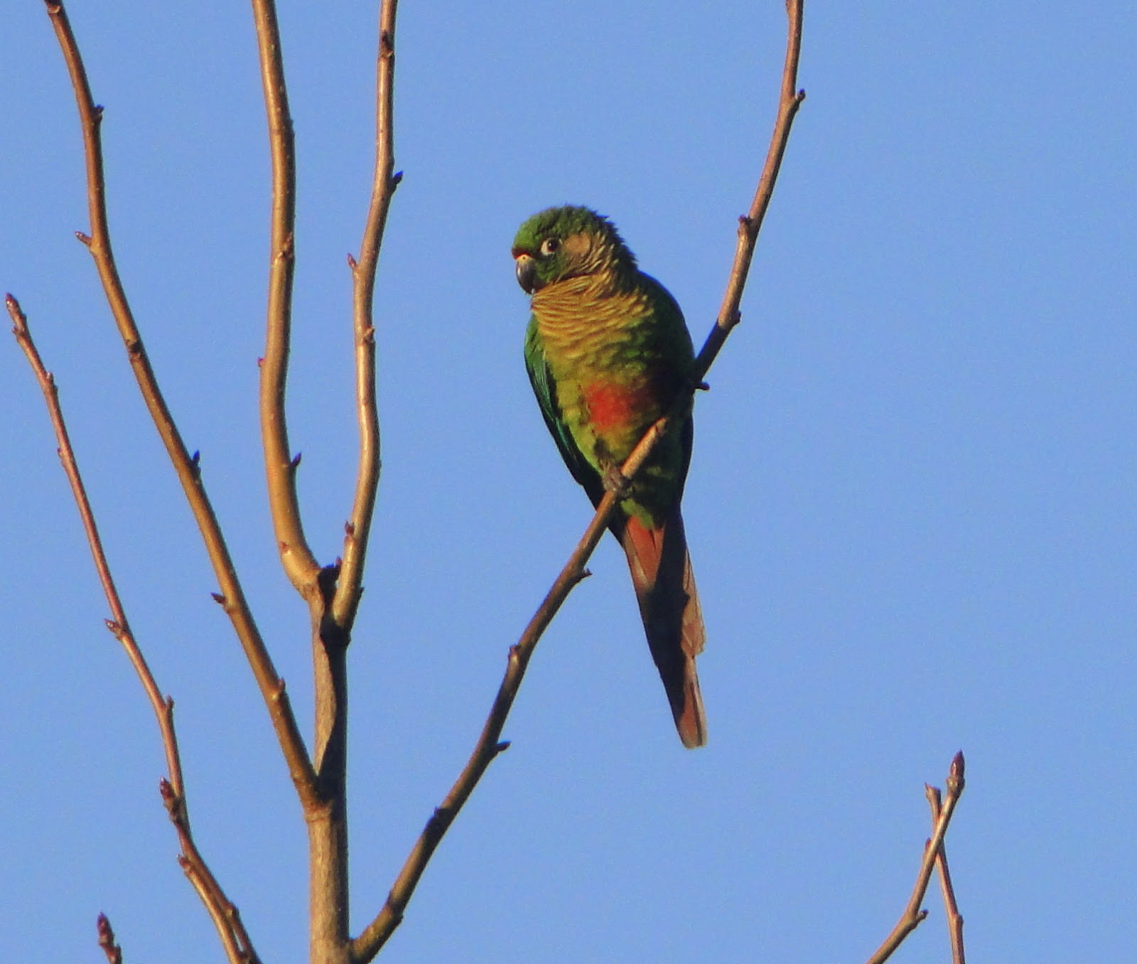O Fazedor de Auroras: A hora da cocota