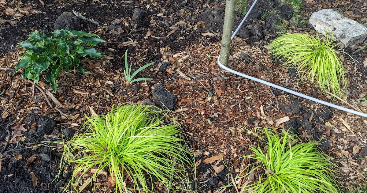 Waterslide Hosta Planted - September 2020