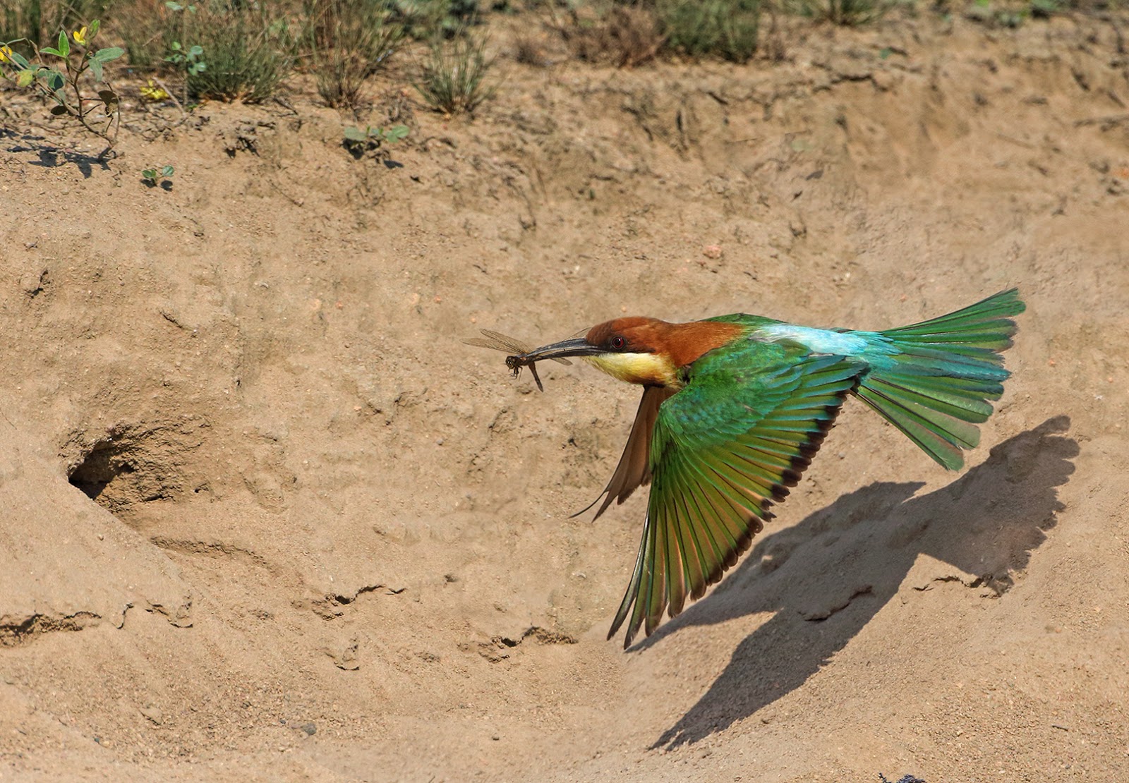 Kek Lok Si Temple: The most ornate Bee-eater colony