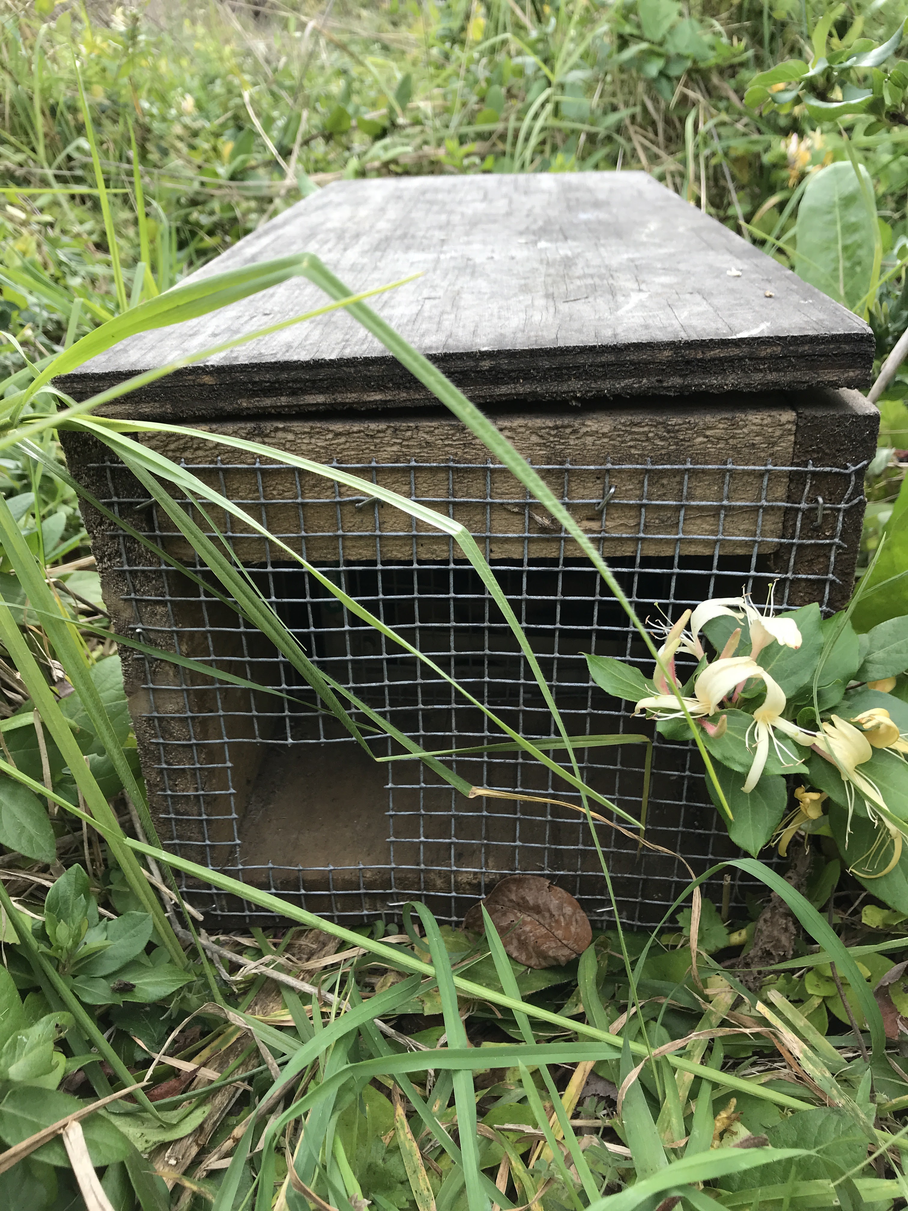 Room 4 @ St Mary's School - Gisborne: Rat/Stoat Trap and Possum Trap Update